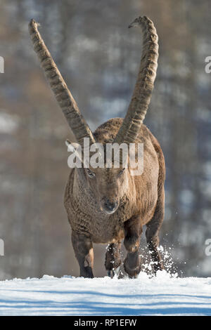 Wonderful portrait of Ibex in Alps mountains (Capra ibex Stock Photo ...