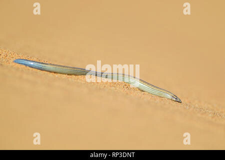 FitzSimons' Burrowing Skink - Typhlacontias brevipes, special legless ...