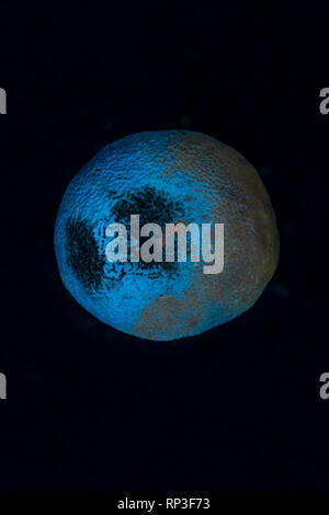 Decaying fruit from fruit bowl, decomposing due to fungi and glowing ...