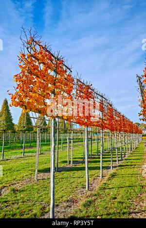 Big espaliered decorative alder trees growing on nursery plantation in ...