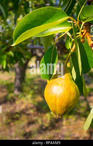 Pear Tree, Michigan Stock Photo - Alamy