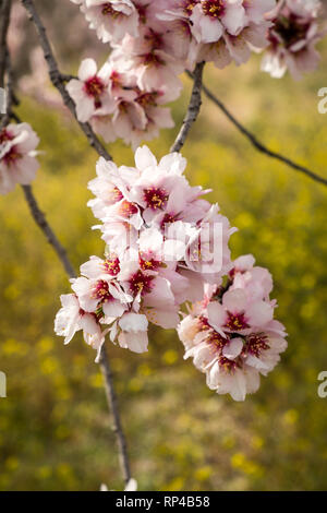 Almond tree blossom anticipating the end of Mediterranean winter Stock ...