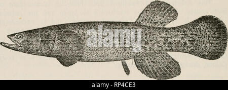 Alaska Blackfish (Dallia pectoralis Stock Photo - Alamy