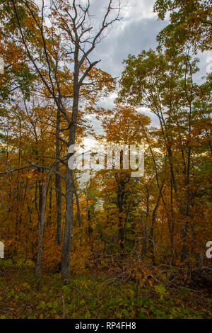 Upper Peninsula Forests in Autumn, Michigan Stock Photo - Alamy