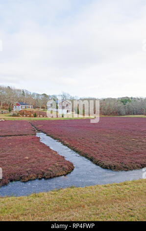 A cranberry bog in Cape Cod, Massachusetts Stock Photo - Alamy