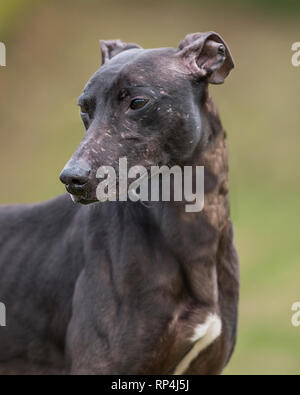 The face of a lurcher Stock Photo - Alamy