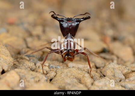 "DRIVER ANT" ant soldier Dorylus sp Stock Photo - Alamy