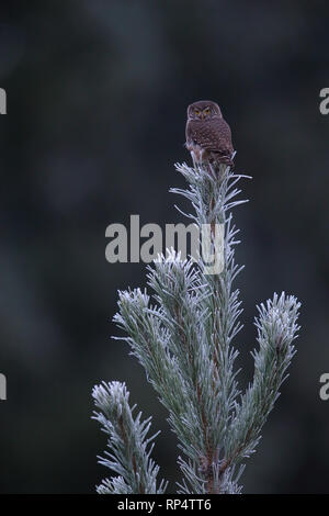 Pygmy Owl, sitting on spruce tree trunk with clear dark green forest ...