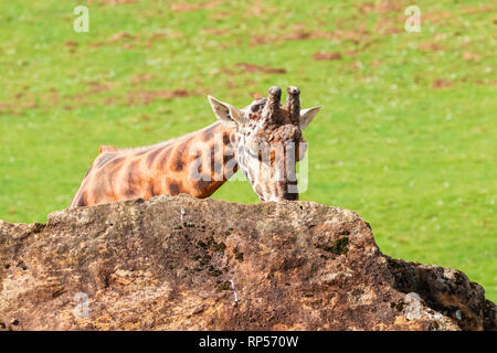 Giraffe (Giraffa camelopardalis) within Cabarceno Natural Park ...