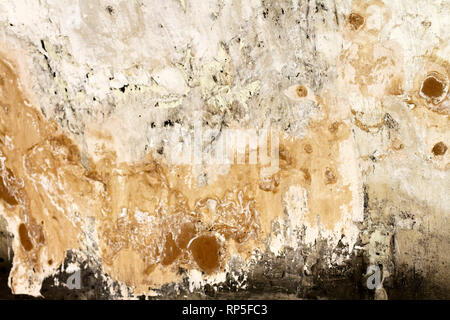 Bad condition of wall with distincive fungus and mold Stock Photo - Alamy