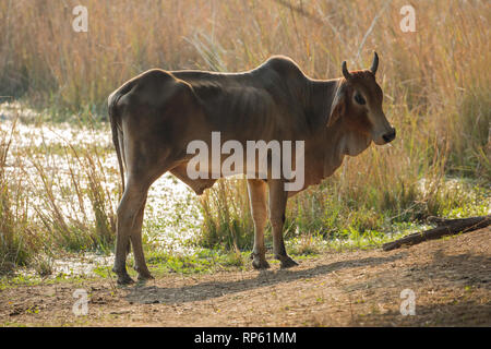 Zebu Cattle (Bos primigenius indicus). Wallowing through the shallows ...