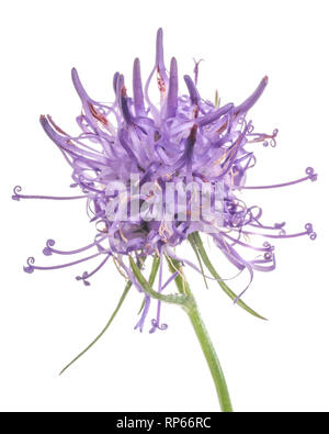 Horned Rampion, Phyteuma scheuchzeri, against White Background Stock ...
