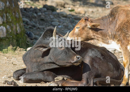 Zebu, Humped Cattle, Indicus Cattle (Bos primigenius indicus, Bos ...