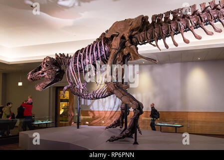 Fossil skeleton of the famous "Sue" the T. Rex in display. The Field ...