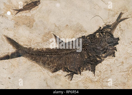 Fossil fish, Knightia eocaena, Eocene, Whyoming, Usa Stock Photo - Alamy