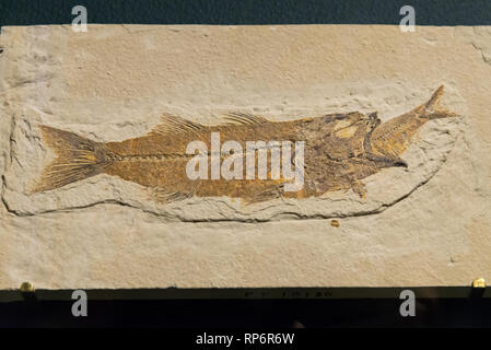 Fossil fish, Mioplosus labracoides, eating a smaller fish, Eocene ...