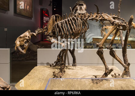 Saber-Toothed Cat Smilodon Stock Photo - Alamy