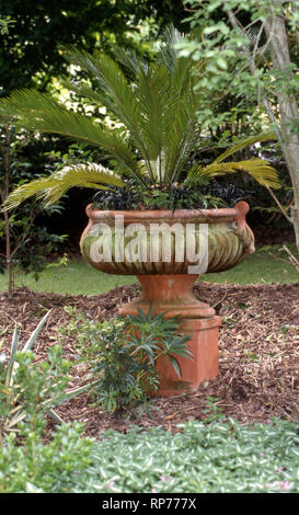 OUTDOOR TERRACOTTA POT CONTAINING CYCAD (CYCAS REVOLUTA) SAGO PALM ...