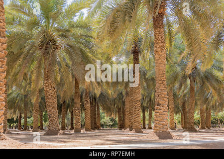 Rows of trees in date palm orchards near Indio California USA R Harding ...
