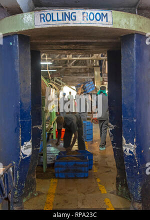 Workers at work in the Lockhart tea factory using traditional methods ...