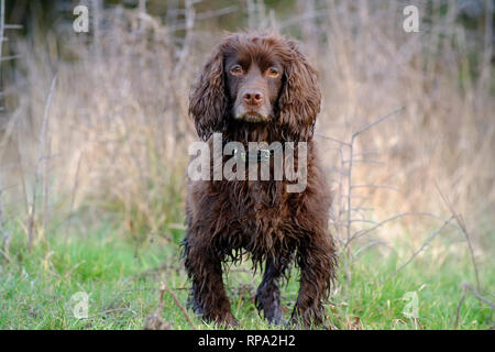 Brown working cocker spaniel dog on a pebble beach Stock Photo - Alamy