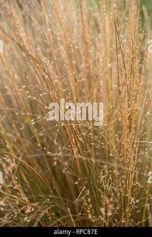 Chionochloa rubra, red tussock grass, a New Zealand endemic plant ...