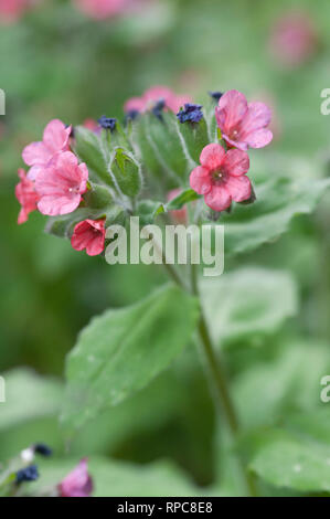 Pulmonaria 'Red Freckles' Stock Photo - Alamy