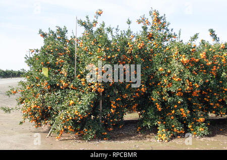 Tango mandarins ready for harvest, citrus grove in California Stock ...