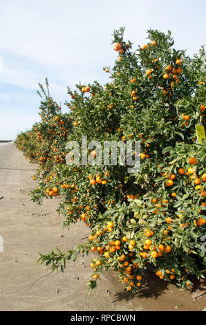 Tango mandarins ready for harvest, citrus grove in California Stock ...