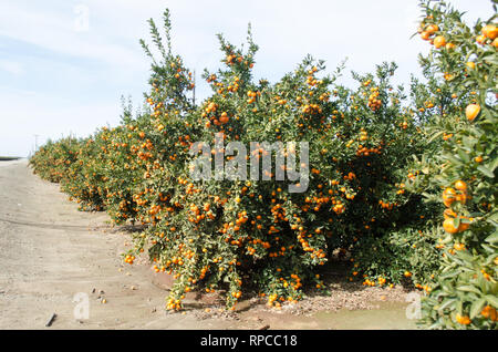 Tango mandarins ready for harvest, citrus grove in California Stock ...