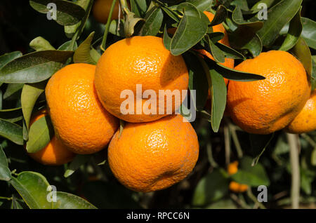 Tango mandarins ready for harvest, citrus grove in California Stock ...