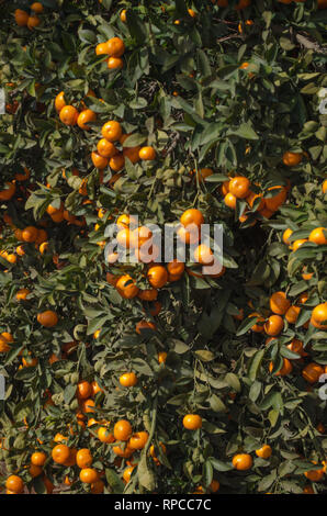Tango mandarins ready for harvest, citrus grove in California Stock ...
