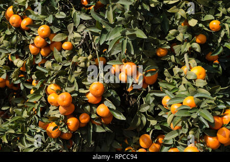 Tango mandarins ready for harvest, citrus grove in California Stock ...