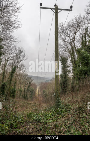high voltage wooden pylons in forest Stock Photo - Alamy