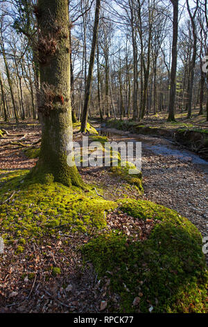 Latchmore Brook Islands Thorns Inclosure, New Forest National Park ...