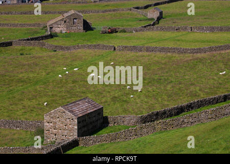 Gunnerside Swaledale hay meadows with sheep Stock Photo - Alamy