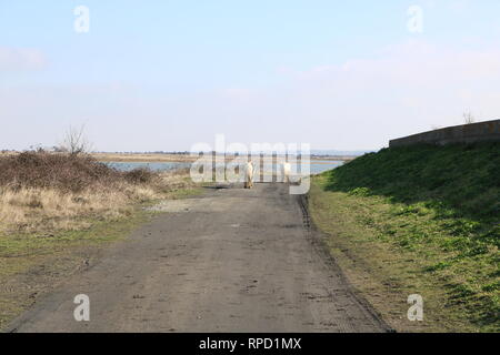 Wild Horses at Cliffe Pools Nature Reserve in Kent Stock Photo - Alamy
