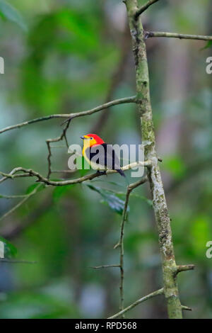 Wire-tailed Manakin (Pipra filicauda) male, Ecuador Stock Photo - Alamy