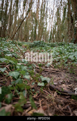 path from ground level through Ivy and beech Stock Photo - Alamy