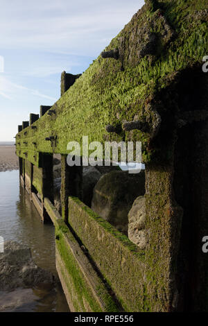 Old wooden groyne with steel posts, covered in green algae and ...