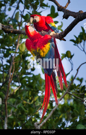 Scarlet macaw images taken in Azuero Panama Stock Photo - Alamy