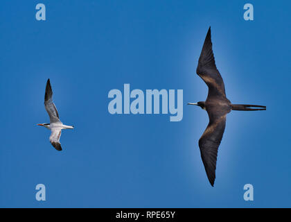 Magnificent Frigate bird chasing a tern blue sky background Stock Photo ...