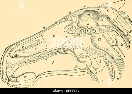 horse anatomy respiratory lungs Stock Photo: 34973541 - Alamy