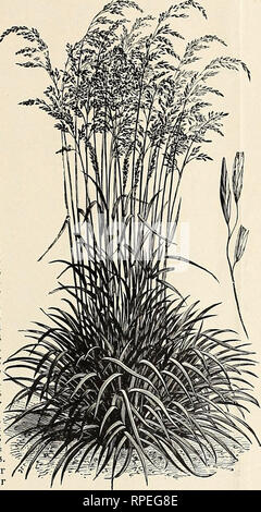 MEADOW FESCUE GRASS Festuca elatior showing exposed anthers with pollen ...