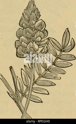 Agriculture - Sainfoin, a forage and hay crop that grows along Montana ...