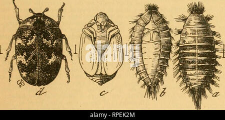 Carpet Beetle larva, dorsal & ventral views - Anthrenus fuscus (wooly ...