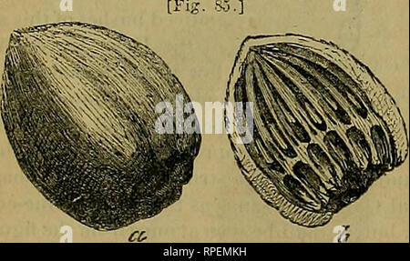 Two gall flies with their larva and pupa are shown next to infested ...