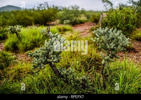 Choya. Cactus. Plantas y arbustos del desierto de Sonora, Mexico.(Photo ...