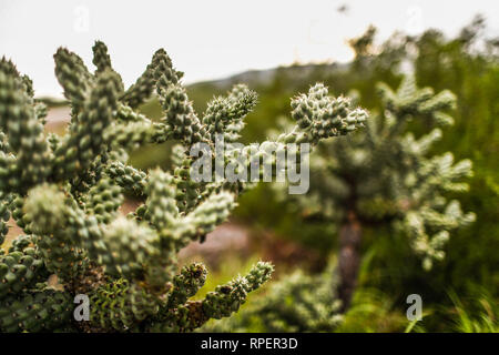 Choya. Cactus. Plantas y arbustos del desierto de Sonora, Mexico.(Photo ...