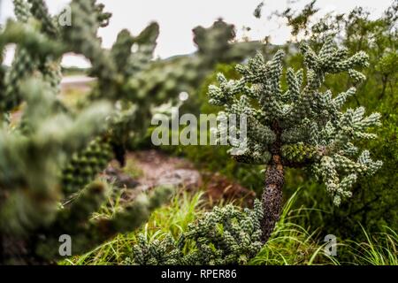 Choya. Cactus. Plantas y arbustos del desierto de Sonora, Mexico.(Photo ...